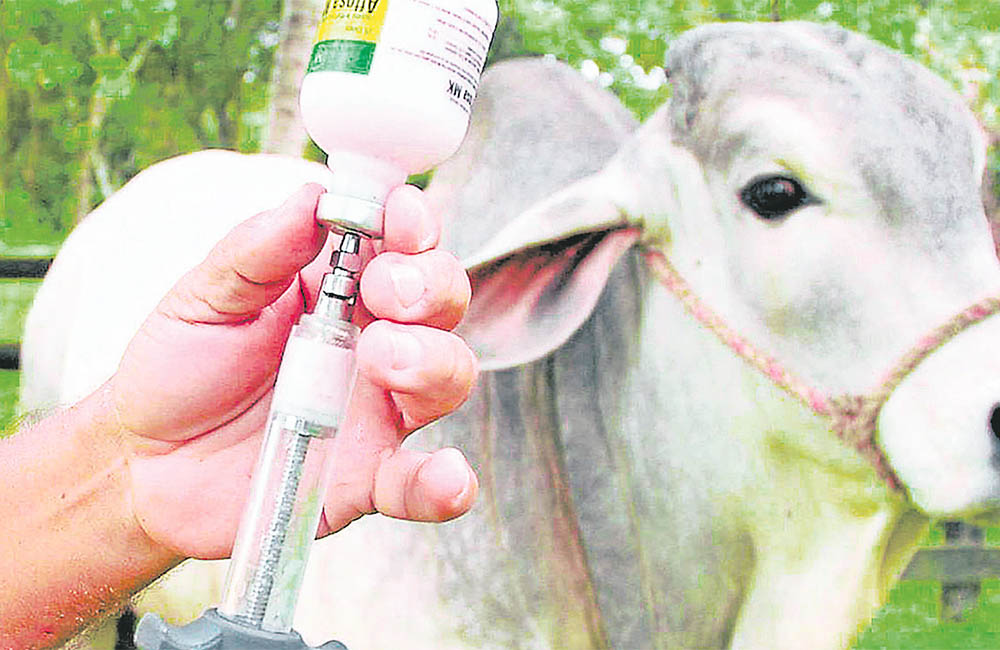 Fiebre Aftosa y sus características - Diario Católico